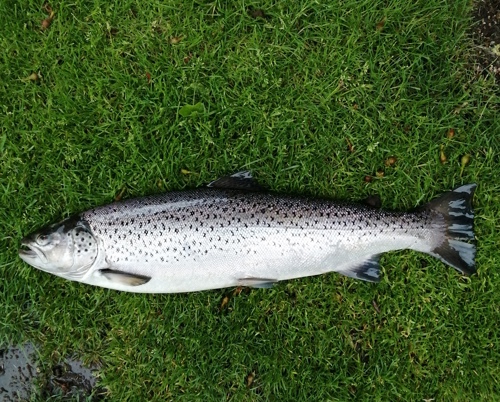 Brian Klinge fanger på orm